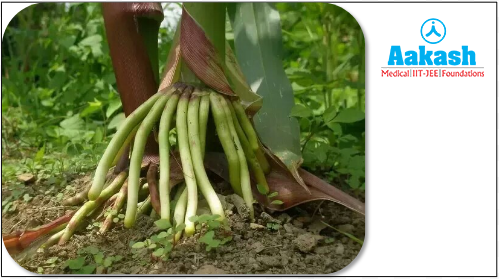 Root: Definition, Explanation, Characteristic features & Types | AESL